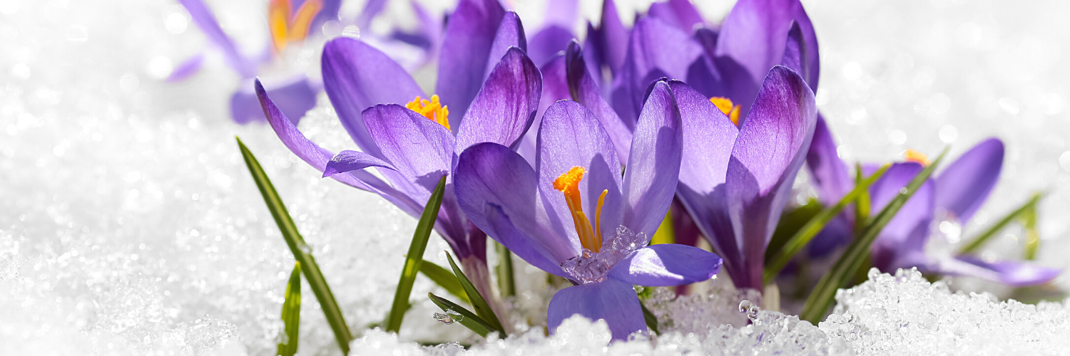 Imbolc: The Pagan Quickening of Winter ⋆ Meagan Angus